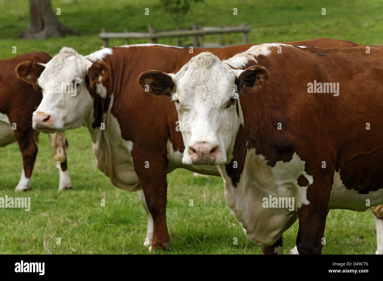 Gesichter von tieren -Fotos und -Bildmaterial in hoher Auflösung – Alamy