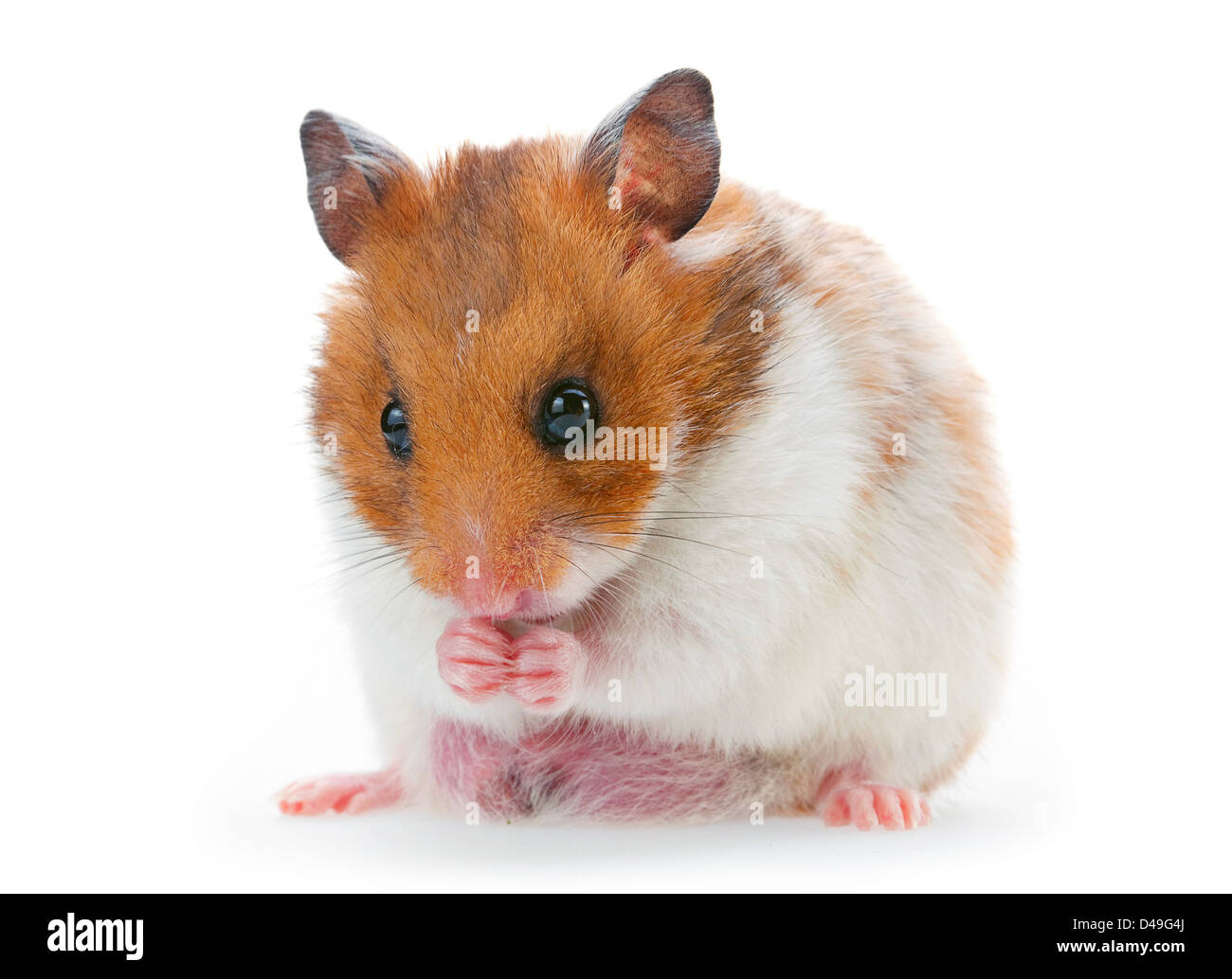 White hamster -Fotos und -Bildmaterial in hoher Auflösung – Alamy