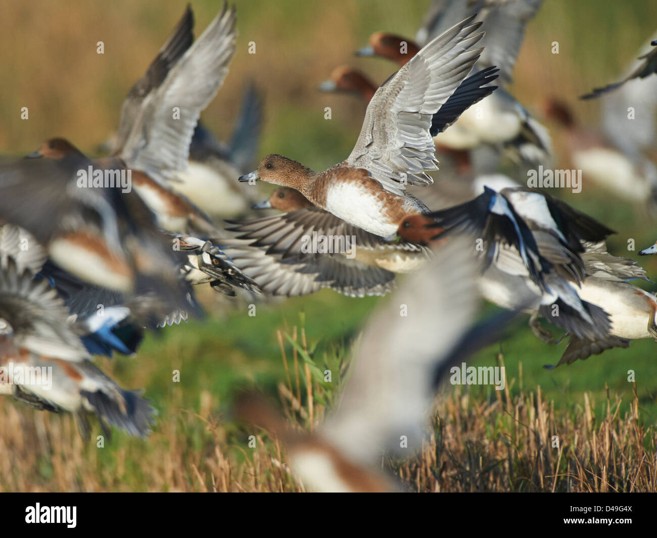 Ente Im Flug Stockfotos und -bilder Kaufen - Alamy