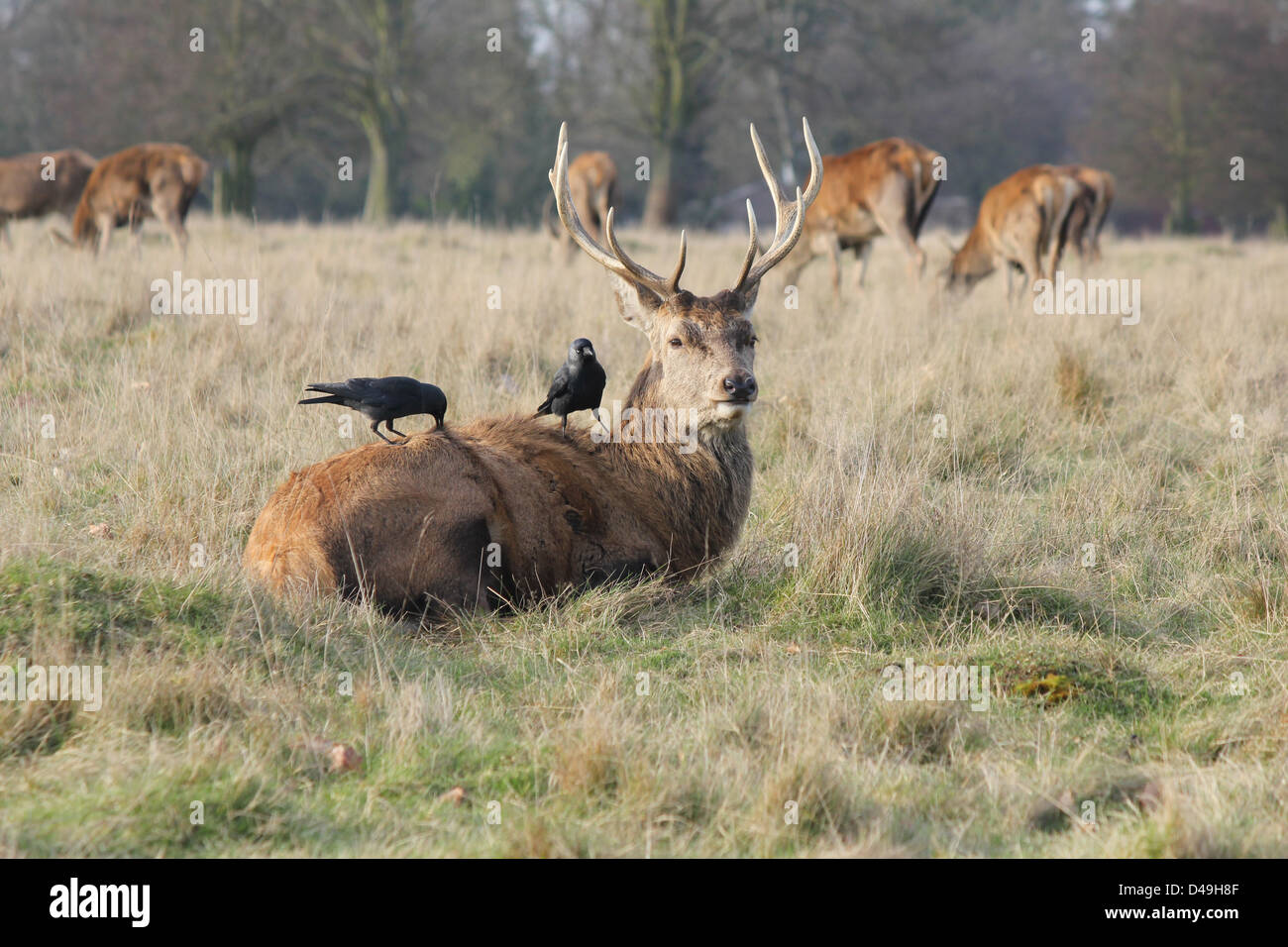 Rotwild und dohlen Stockfotos und -bilder Kaufen - Alamy