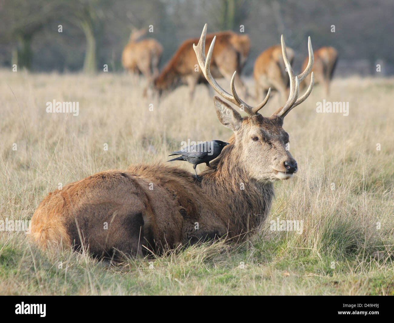 Richmond Park, London, England. Rotwild-Hirsch mit Dohle auf Rückseite ...