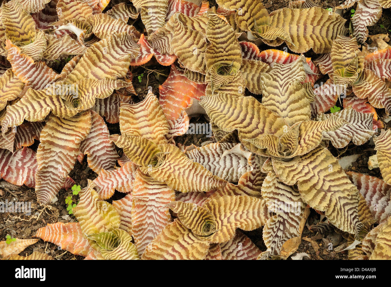 Zebra pflanze cryptanthus zonatus -Fotos und -Bildmaterial in hoher ...