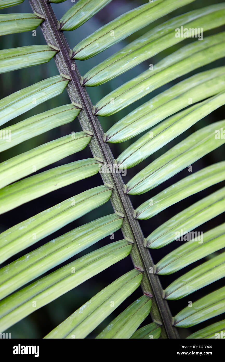 Palme arecaceae -Fotos und -Bildmaterial in hoher Auflösung – Alamy