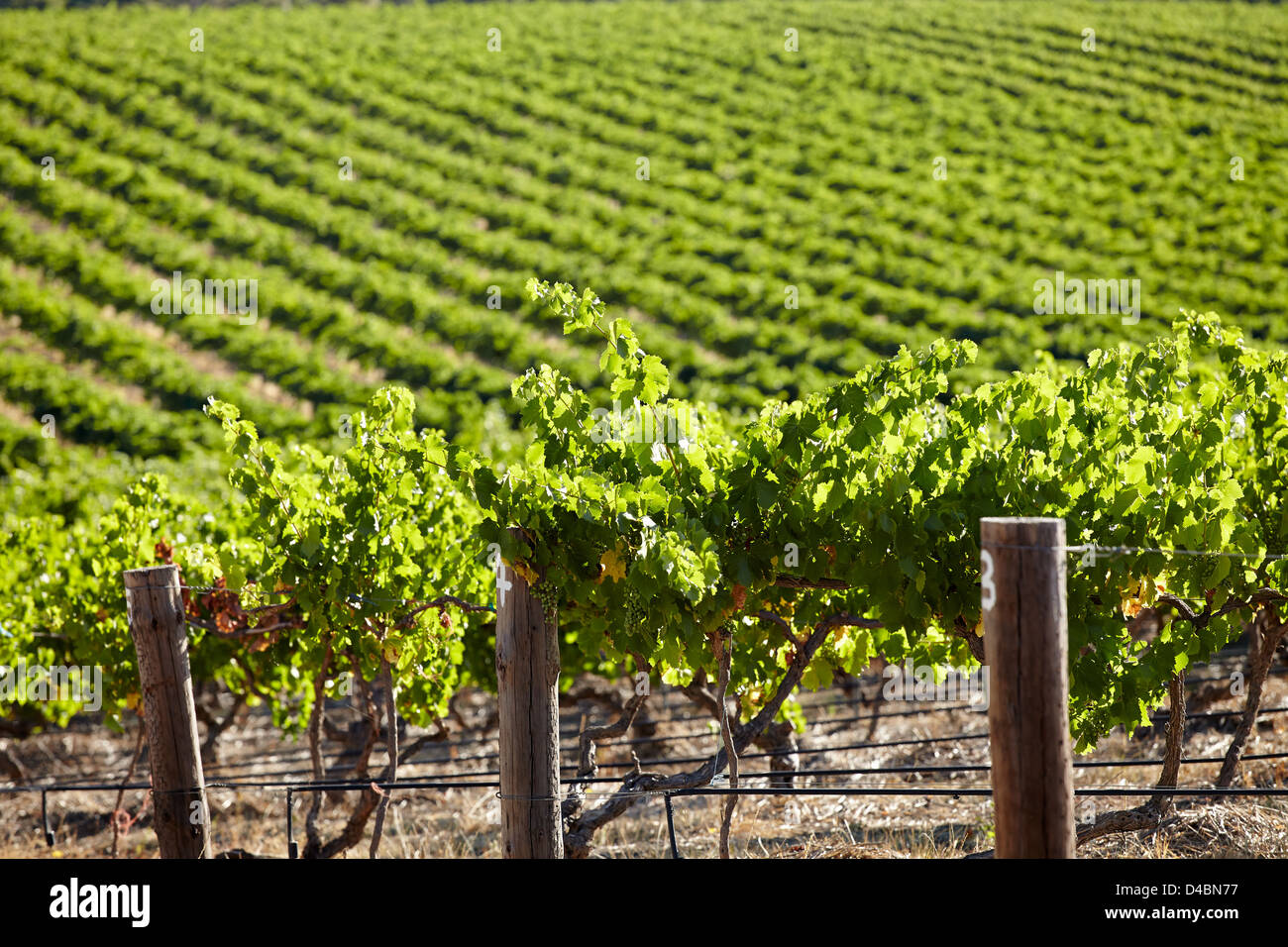 Weinbau australien -Fotos und -Bildmaterial in hoher Auflösung – Alamy