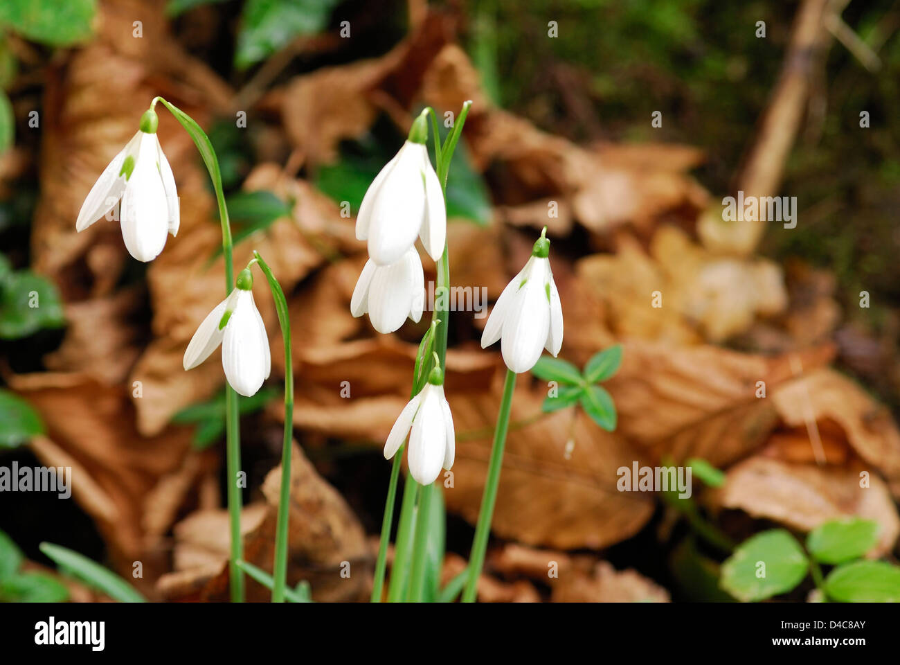 Gemeinsamen Schneeglöckchen Galanthus Nivalis, Bucaneve, Amarillidacee ...