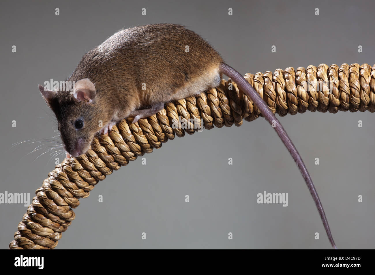 HAUSMAUS Mus Musculus Stockfotografie - Alamy