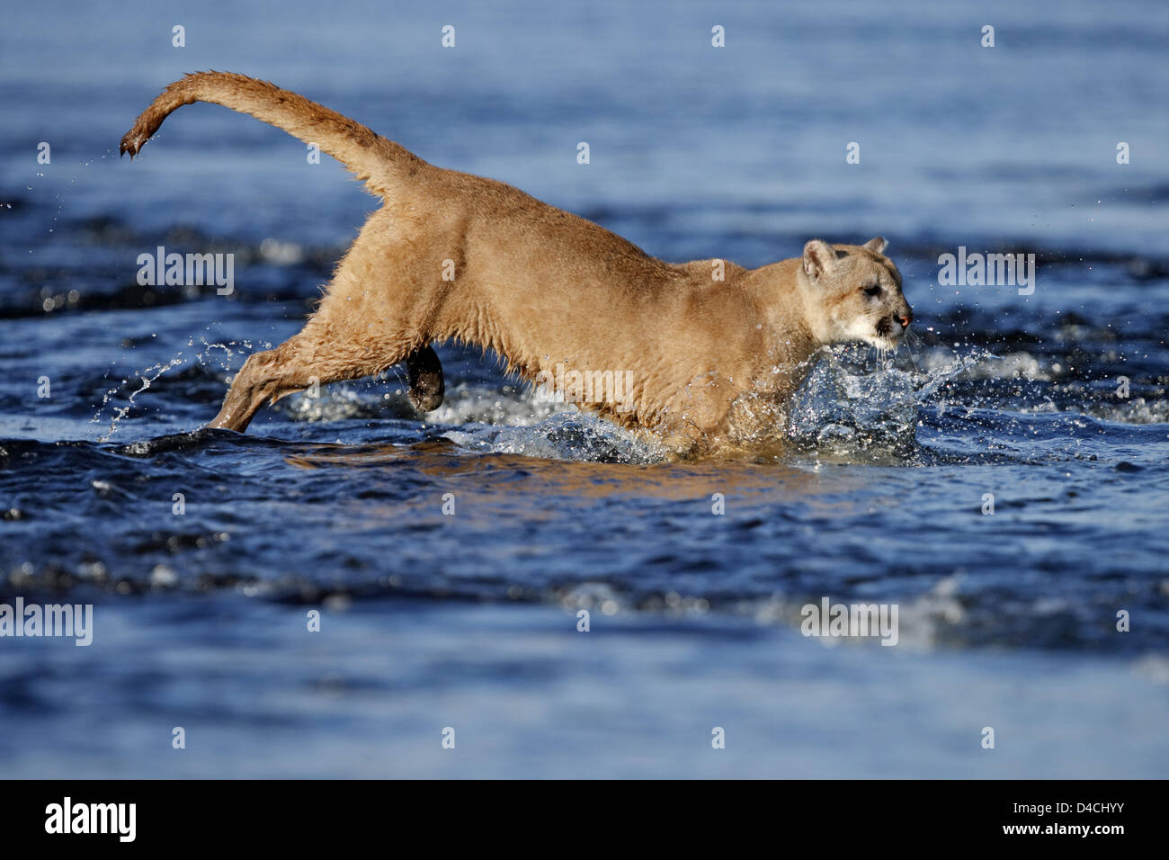 Puma (lat.: Felis Concolor) auch bekannt als Puma oder Berglöwe führt ...