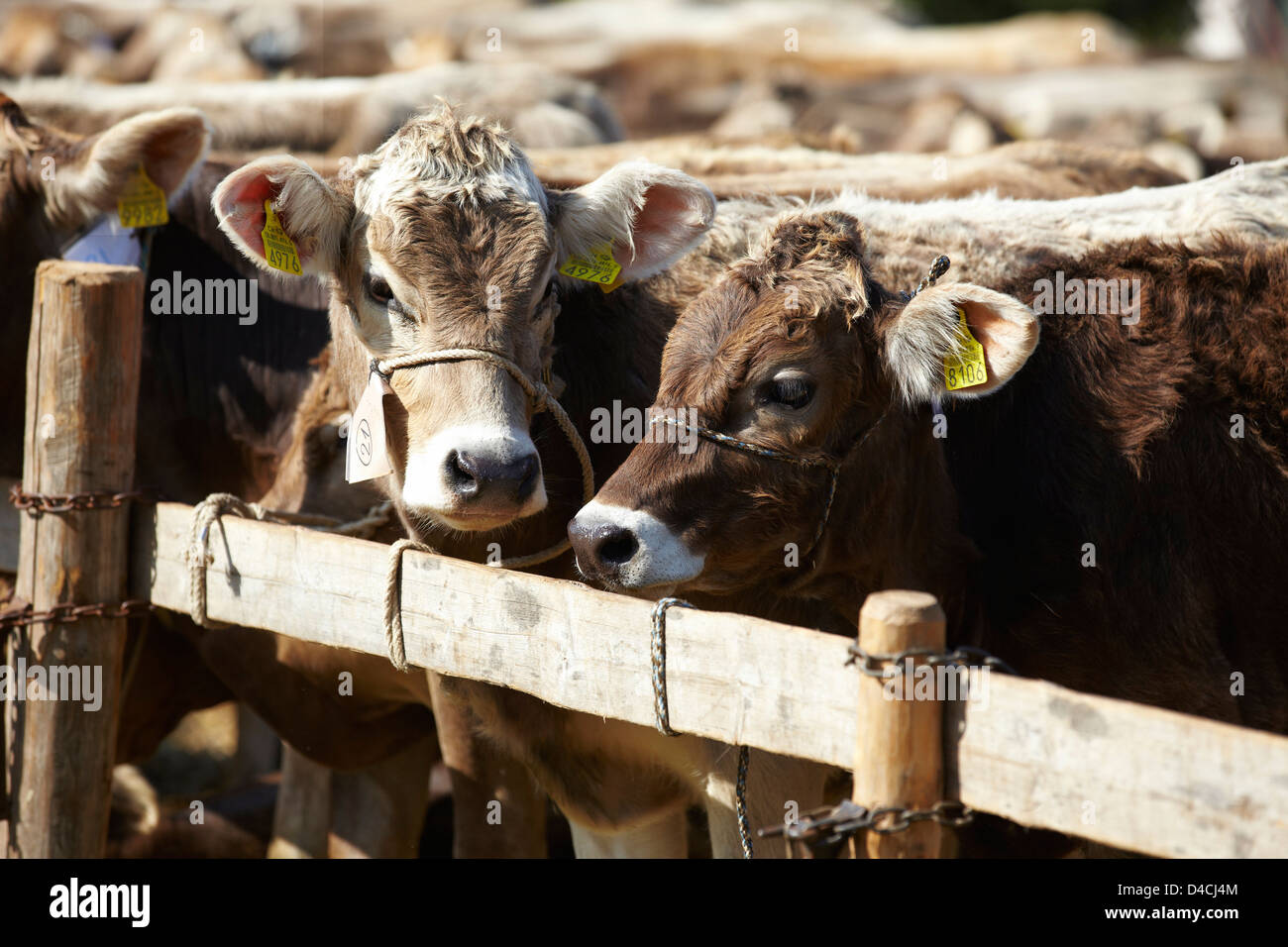 Appenzell Cows Stockfotos und -bilder Kaufen - Alamy