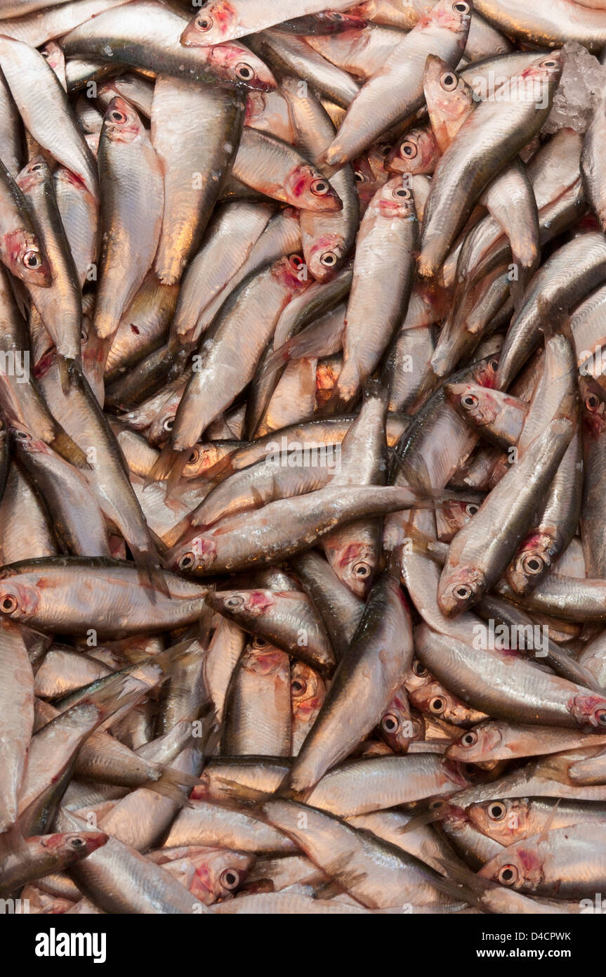 Britische sprotten -Fotos und -Bildmaterial in hoher Auflösung – Alamy