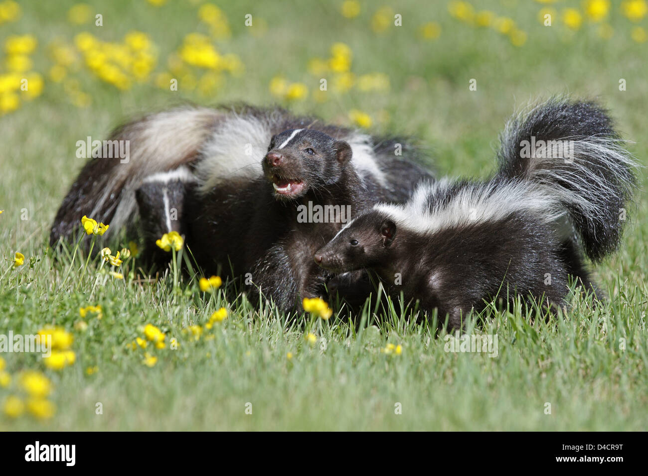 Die stinktiere -Fotos und -Bildmaterial in hoher Auflösung – Alamy