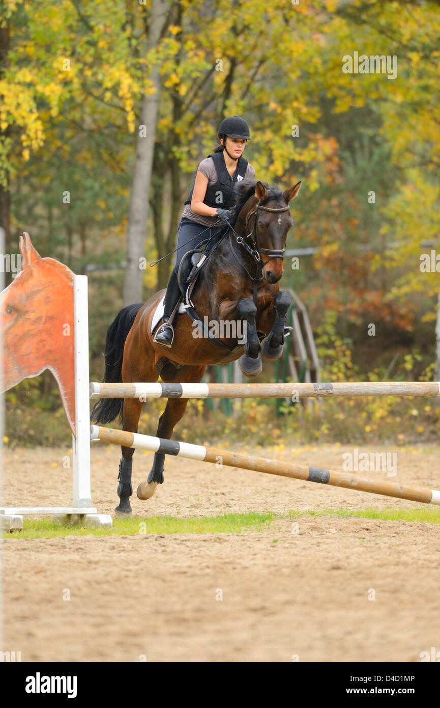 Jungpferd springt -Fotos und -Bildmaterial in hoher Auflösung – Alamy