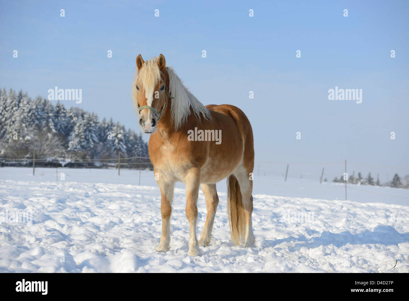 Haflinger Pferd, Deutschland, Europa Stockfotografie - Alamy