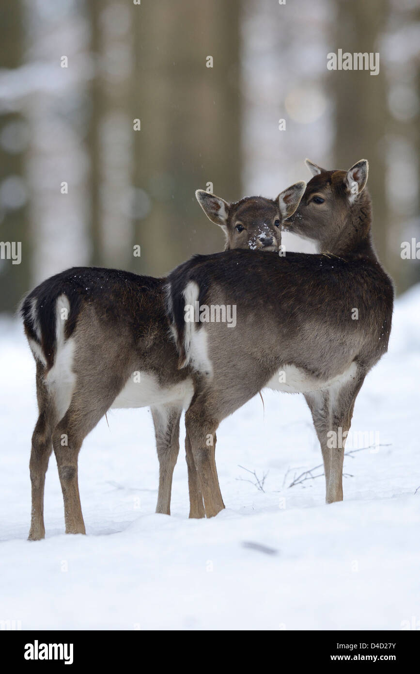 Zwei Damhirsche, Cervus Dama, im Schnee, Bayern, Deutschland, Europa ...