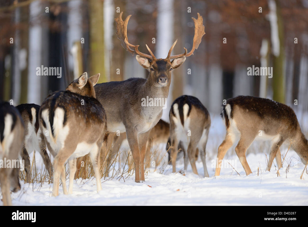 Damhirsche, Cervus Dama, im Schnee, Bayern, Deutschland, Europa ...