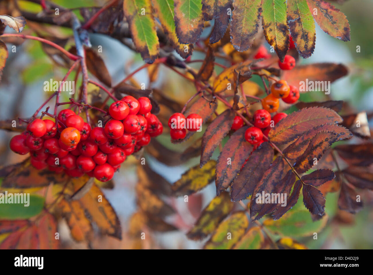 Sorbus aucuparia berries Stockfotos und -bilder Kaufen - Alamy