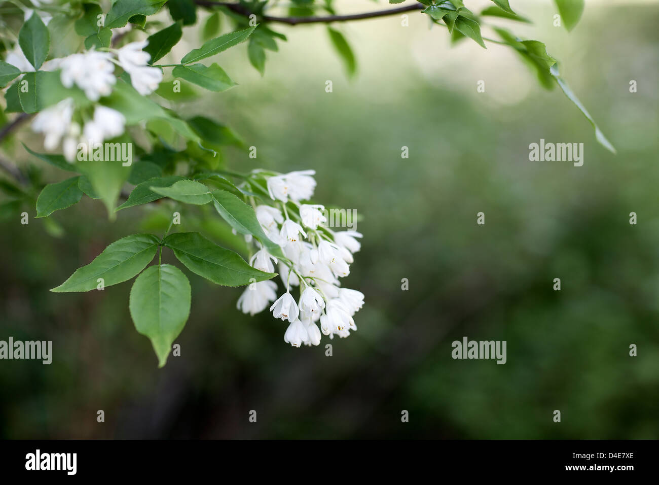 Colchis bladdernut -Fotos und -Bildmaterial in hoher Auflösung – Alamy
