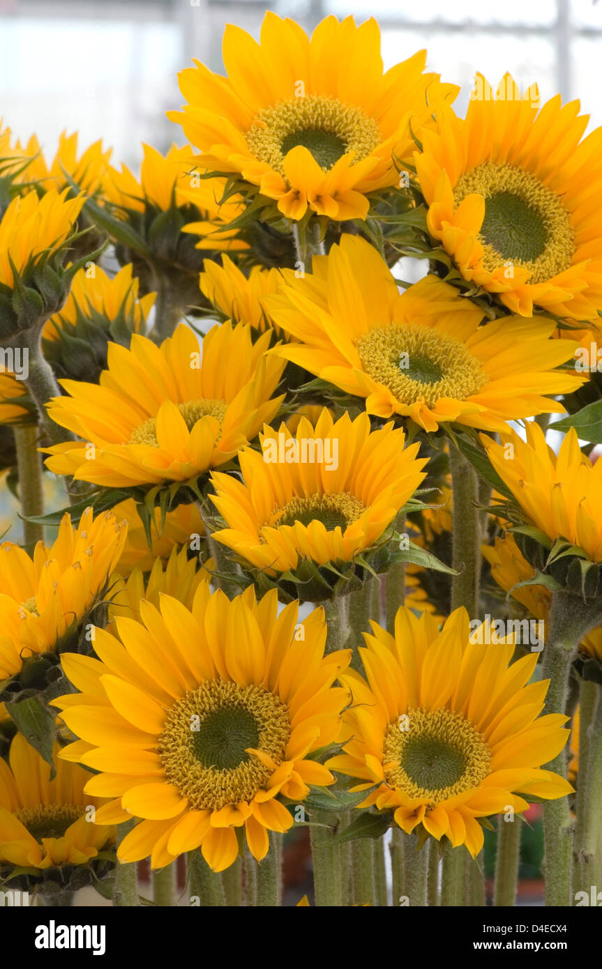 Sonnenblume sunrich gold -Fotos und -Bildmaterial in hoher Auflösung ...