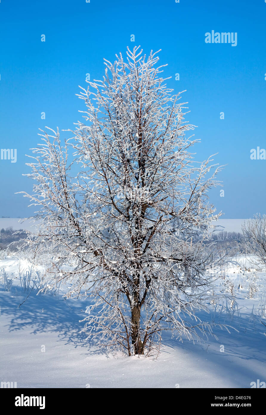 Winter baum bild -Fotos und -Bildmaterial in hoher Auflösung – Alamy