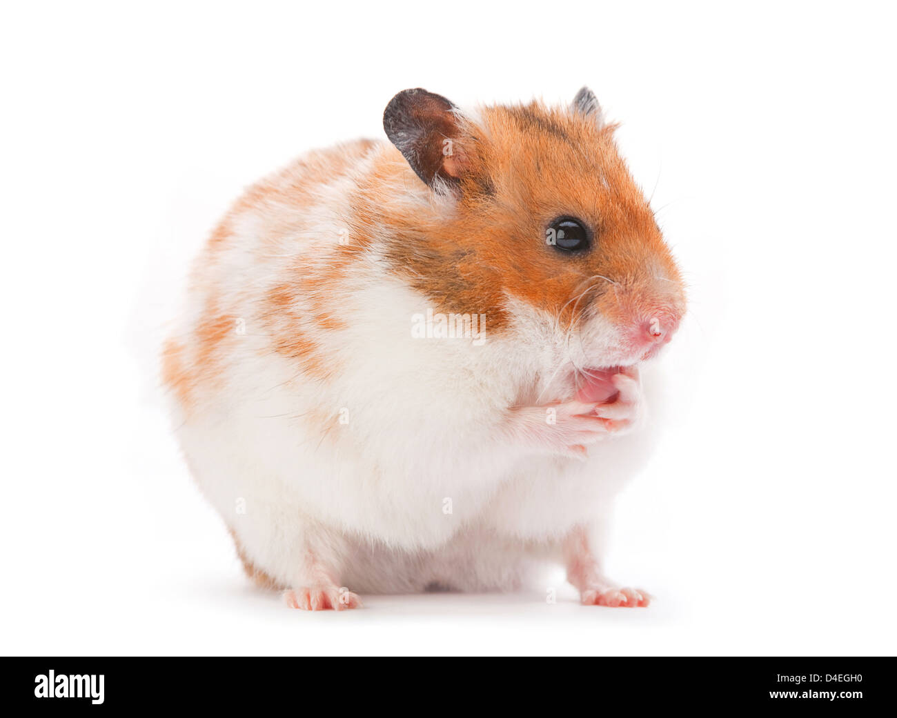 Hamster Isoliert Stockfotos und -bilder Kaufen - Alamy