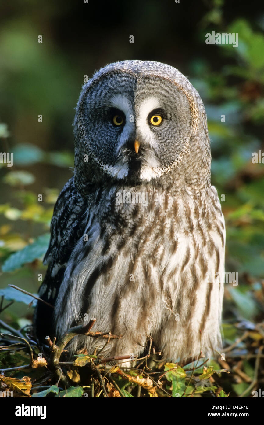 Bartkauz (Strix Nebulosa) großen grau-Eule • Baden-Württemberg ...