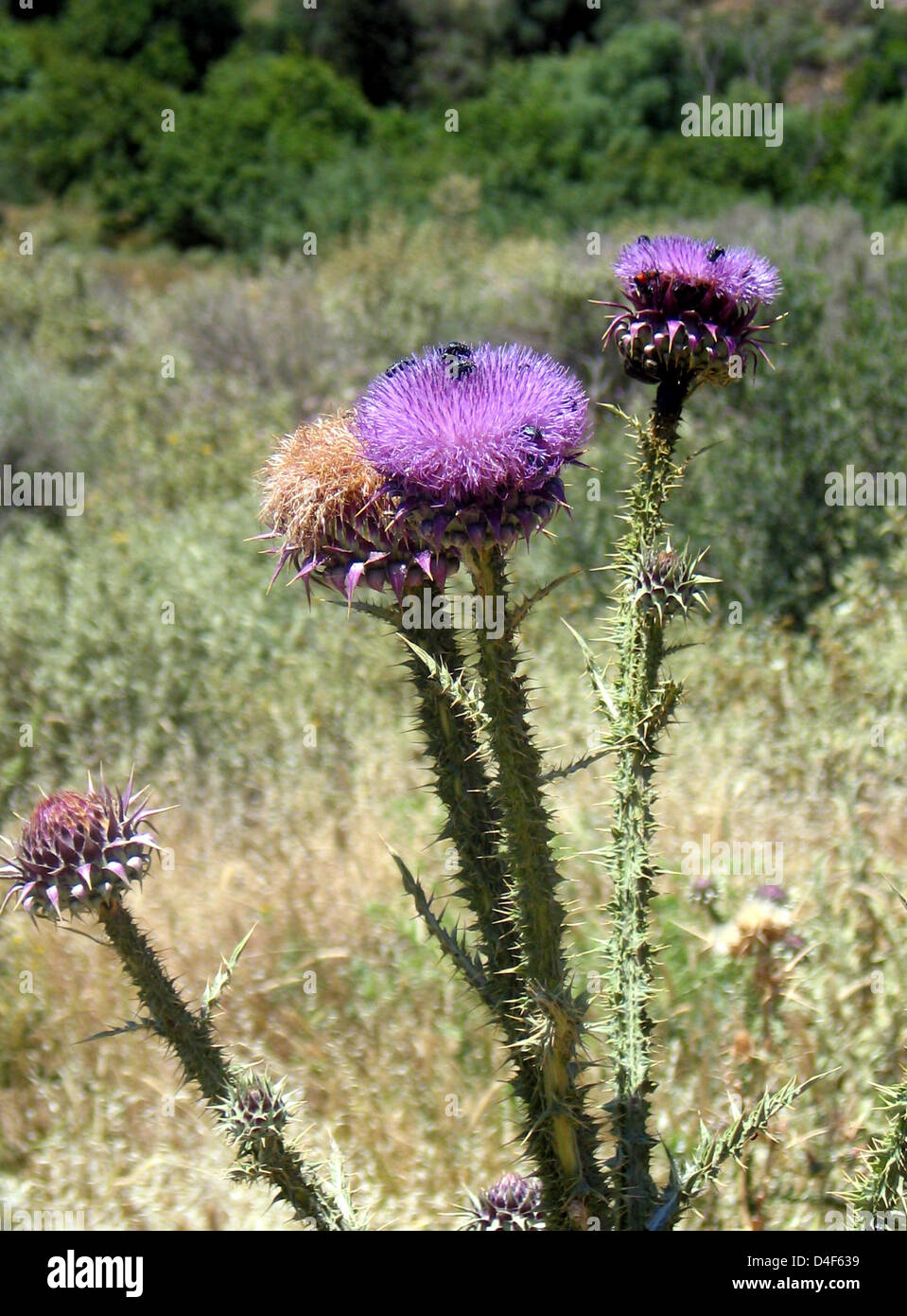 Das Bild zeigt verschiedene Disteln in der Bucht von Preveli, Kreta ...
