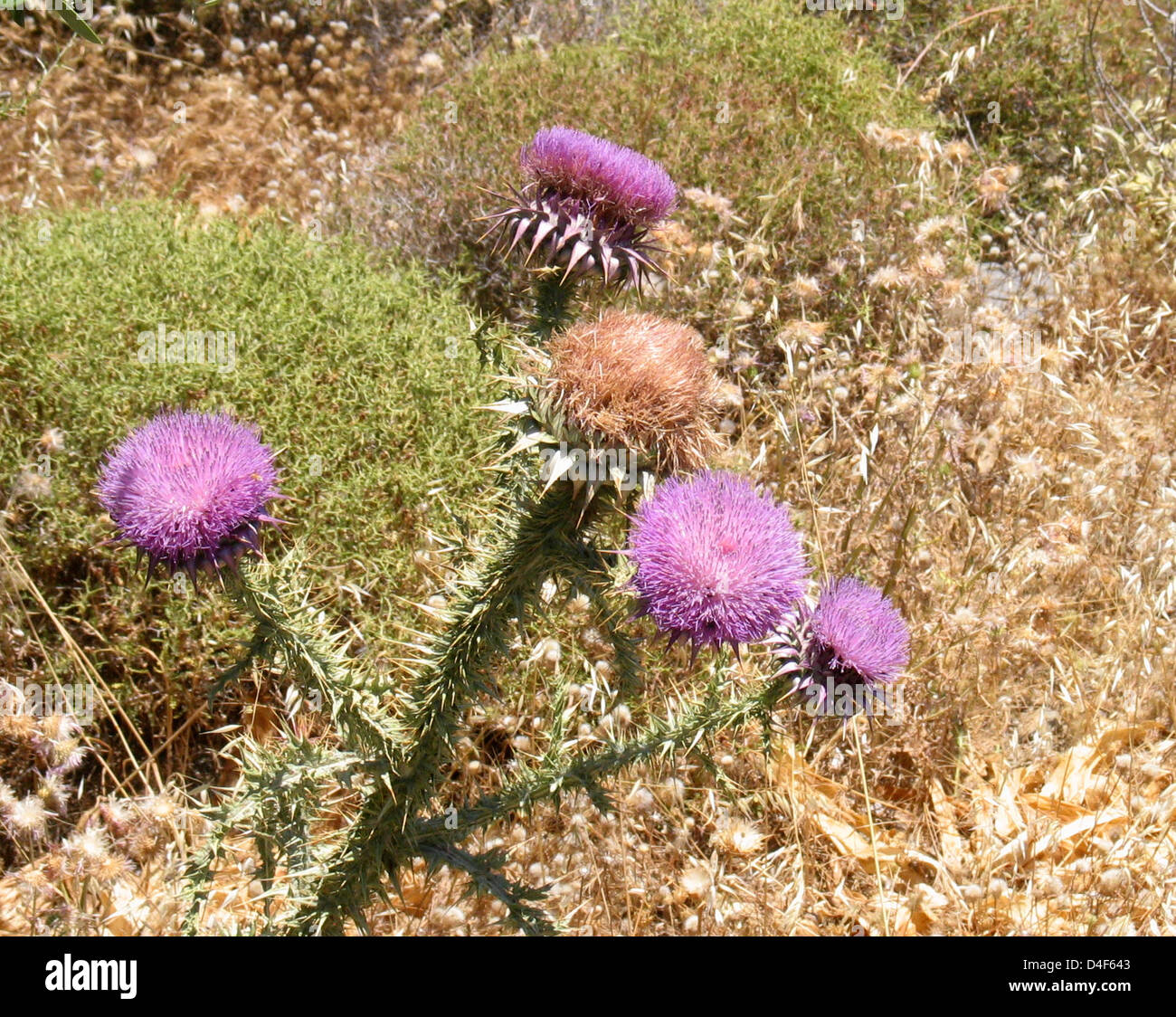 Das Bild zeigt verschiedene Disteln in der Bucht von Preveli, Kreta ...