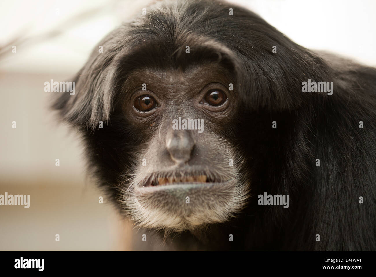 Schwanzloser zoo -Fotos und -Bildmaterial in hoher Auflösung – Alamy