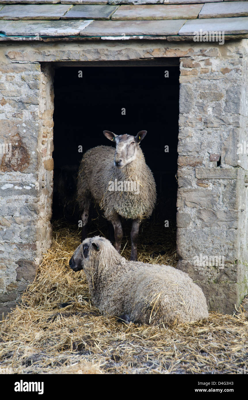 Schafe in der tür -Fotos und -Bildmaterial in hoher Auflösung – Alamy