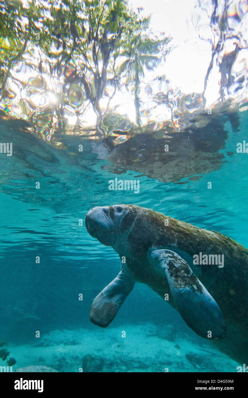 West Indian Manatee oder Trichechidae im tropischen blauen Wasser in ...