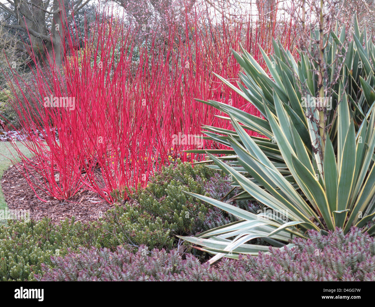 Winter garden with cornus alba sibirica -Fotos und -Bildmaterial in ...