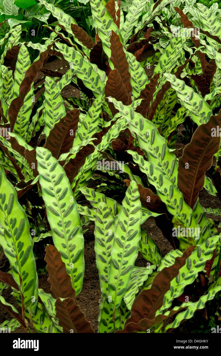 Calathea insignis -Fotos und -Bildmaterial in hoher Auflösung – Alamy