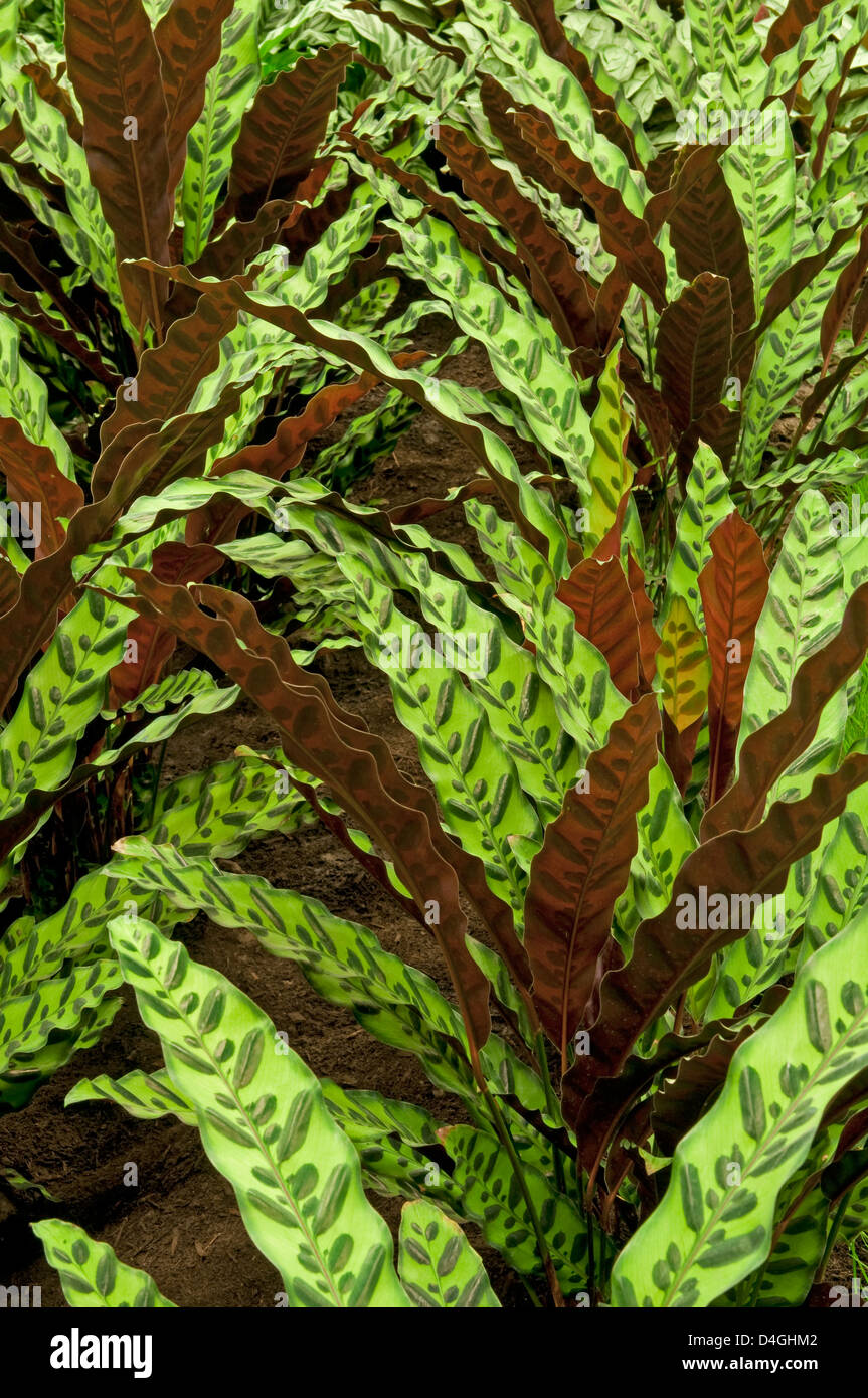 Calathea insignis -Fotos und -Bildmaterial in hoher Auflösung – Alamy