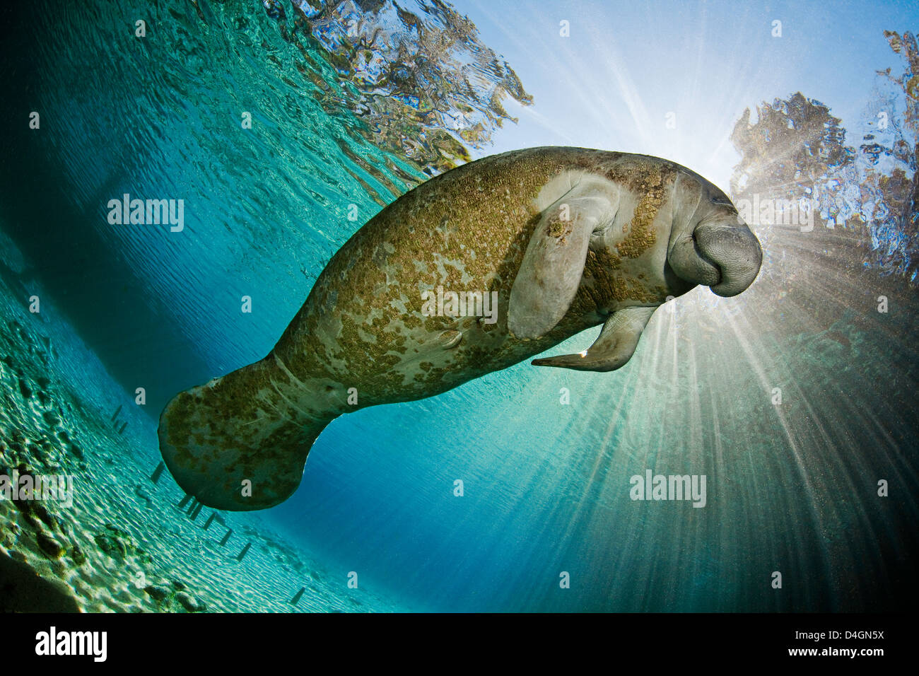 Westindischer manatis trichechus manatus im meer -Fotos und ...