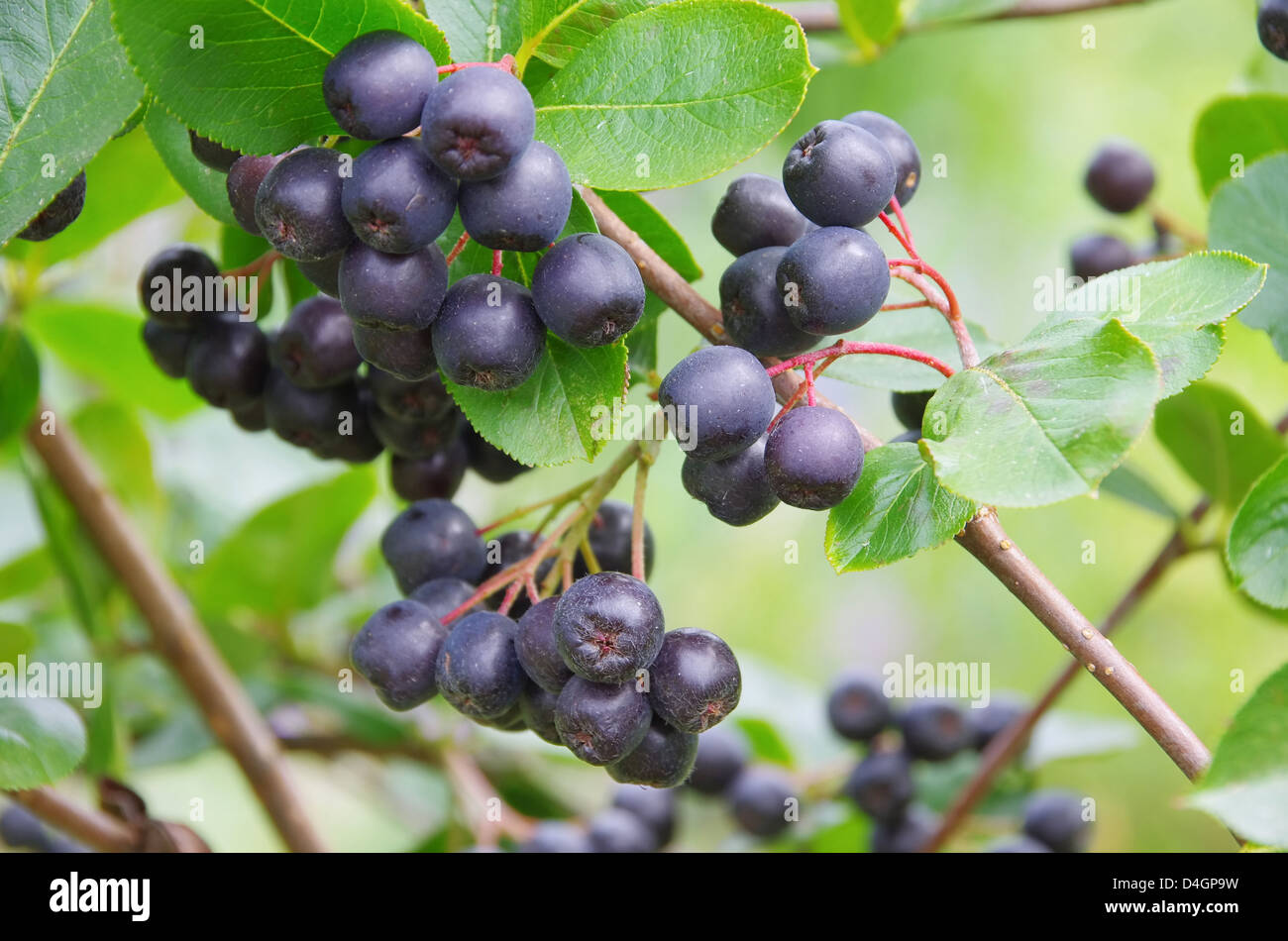 Aronia Strauch Stockfotos und -bilder Kaufen - Alamy