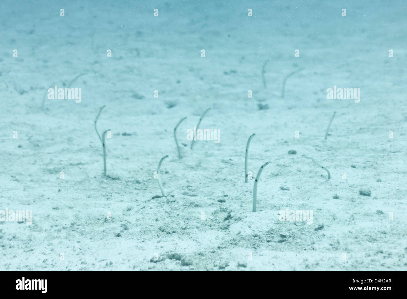 Spotted Eel Garden (Heteroconger Hassi), Südthailand, Andamanensee ...