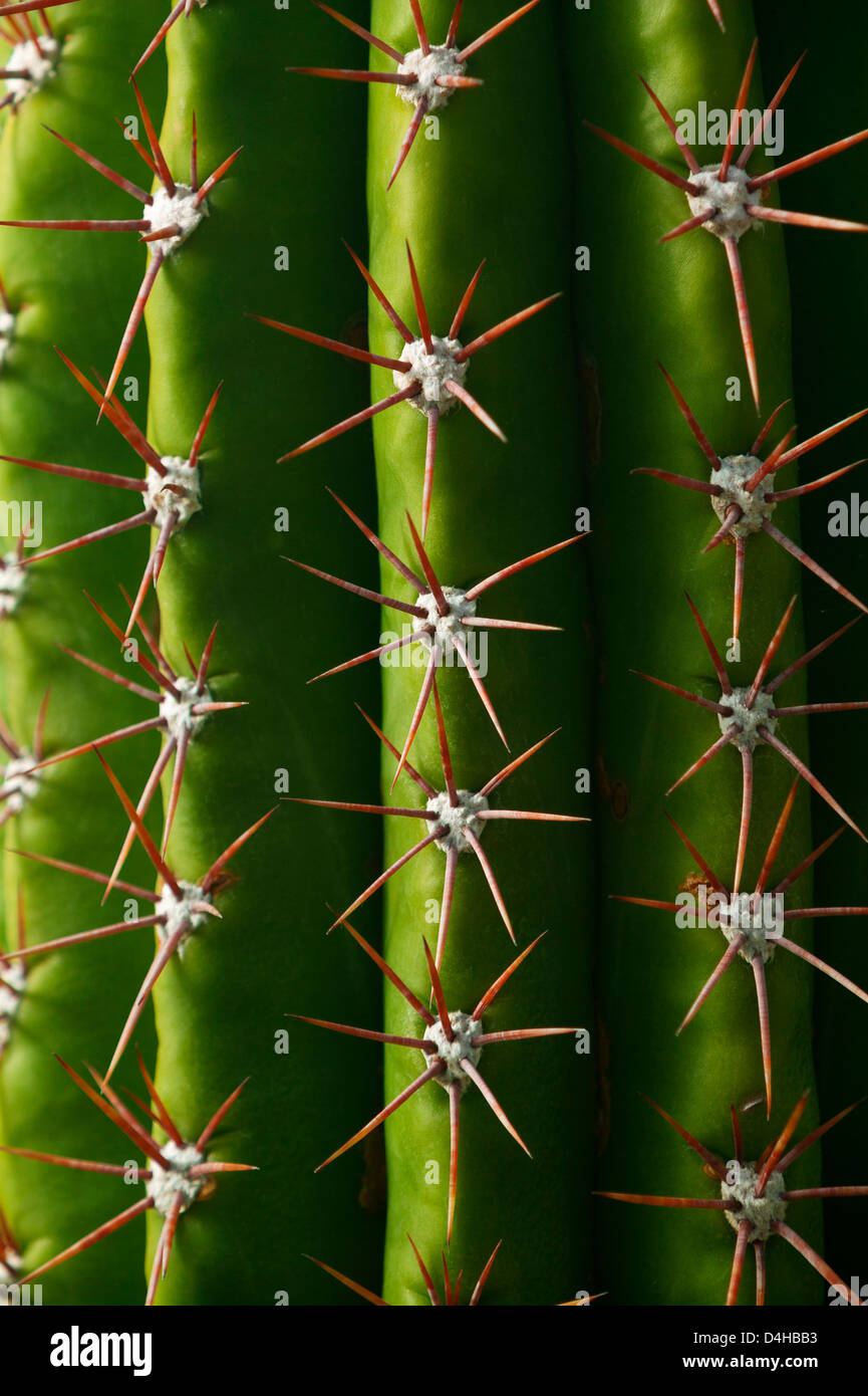 Cactaceae kaktus -Fotos und -Bildmaterial in hoher Auflösung – Alamy
