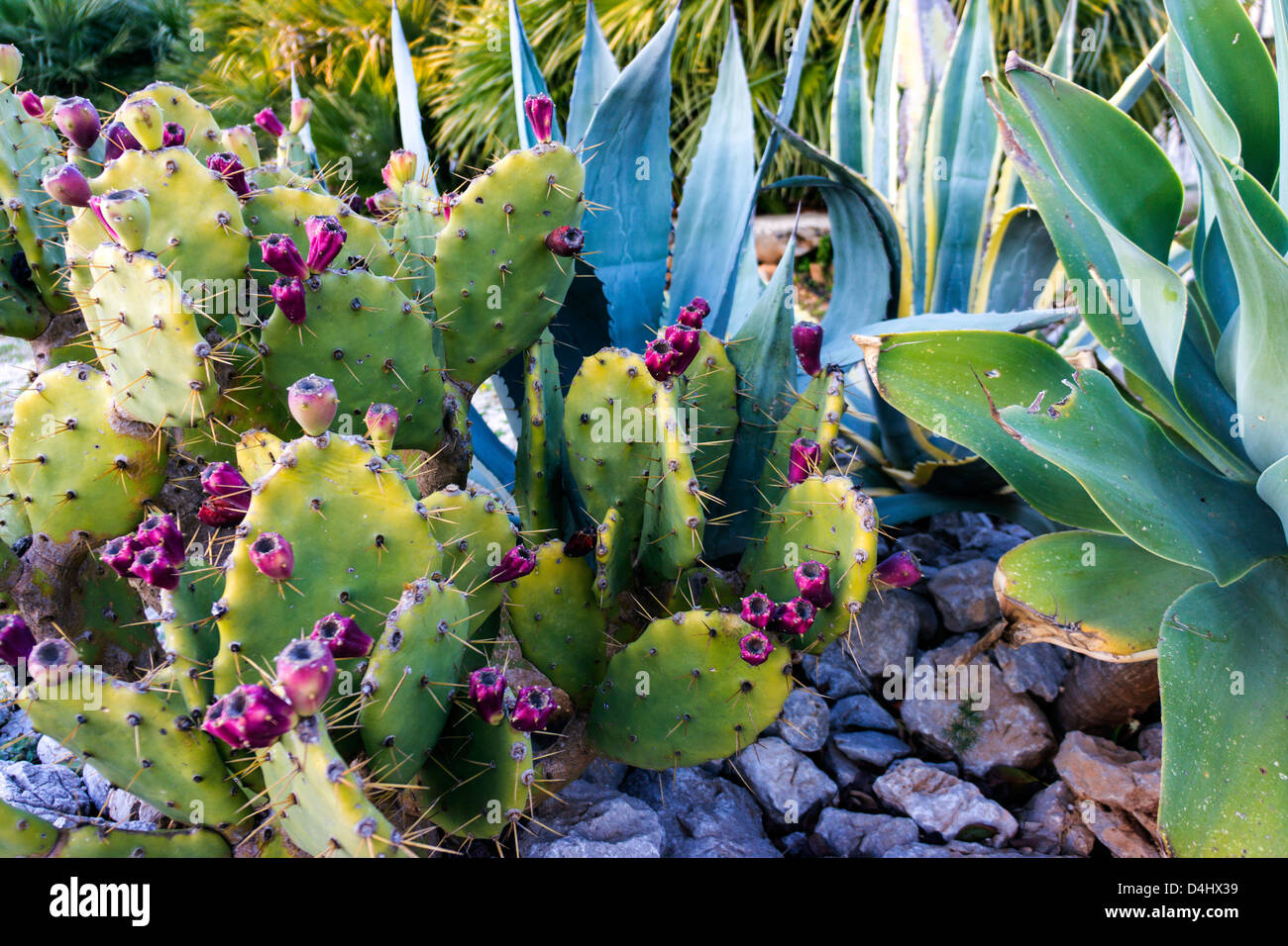 Lila kaktusfeige -Fotos und -Bildmaterial in hoher Auflösung – Alamy