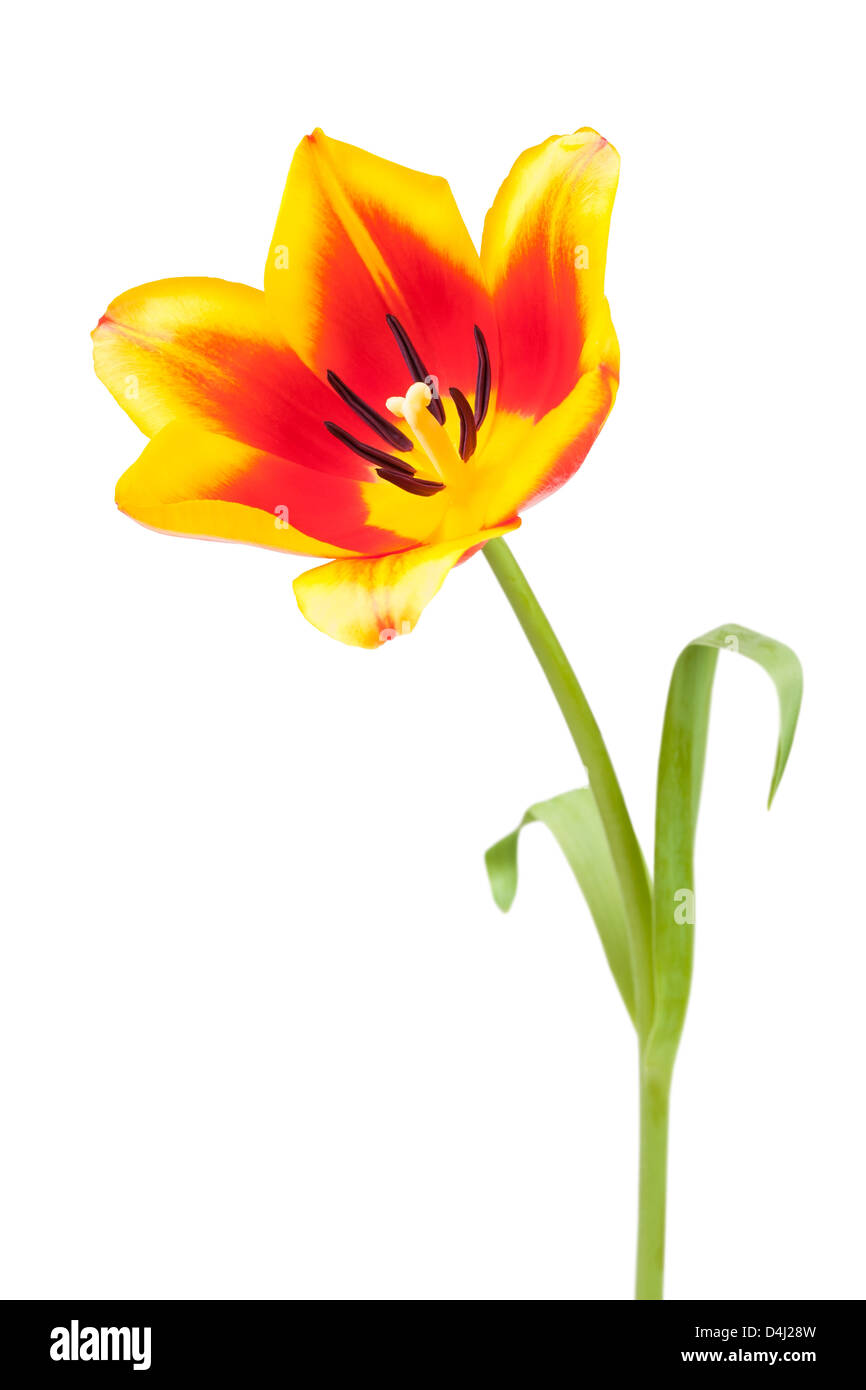 Rote offene tulpen -Fotos und -Bildmaterial in hoher Auflösung – Alamy