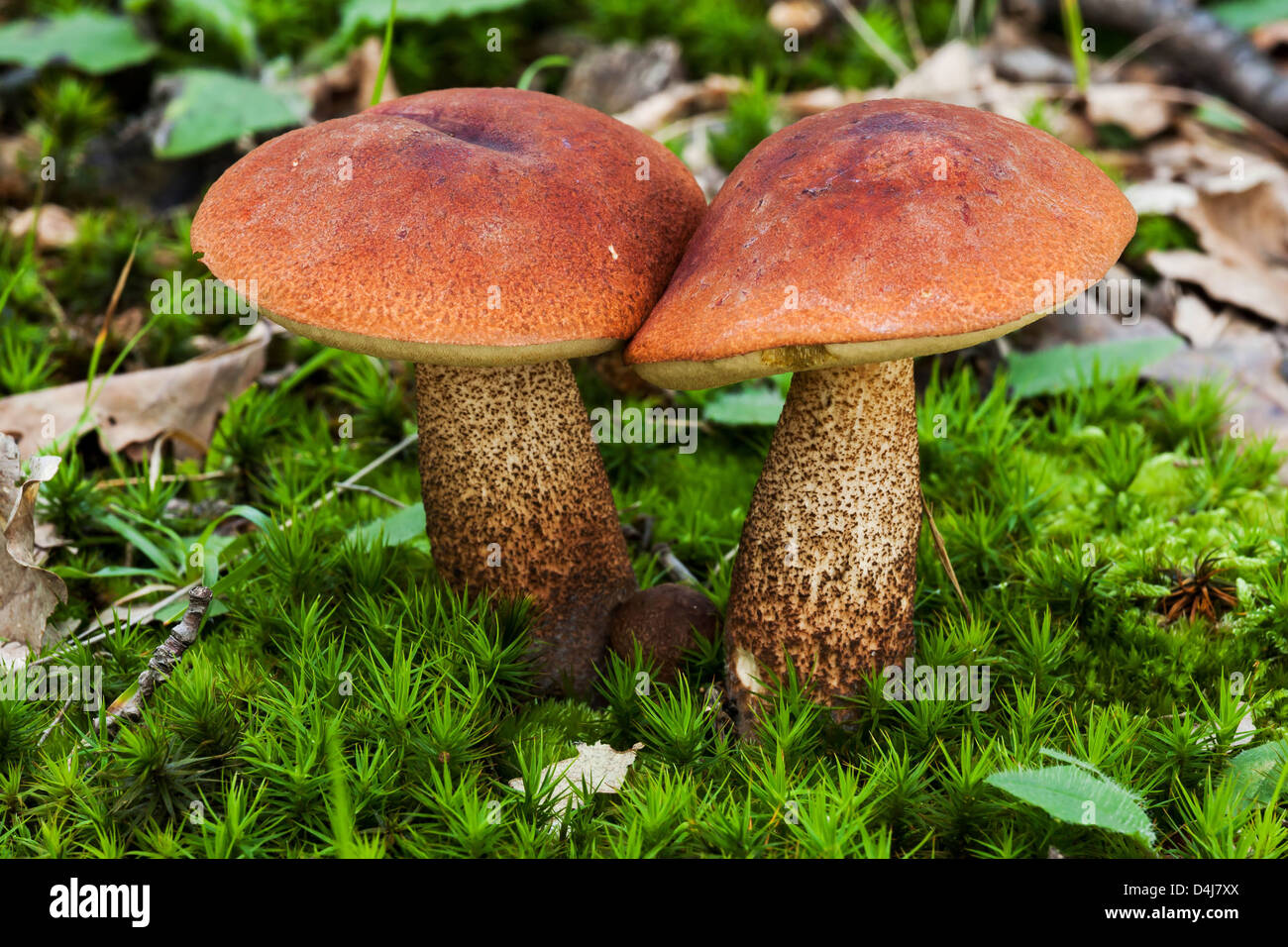 Essbare pilzarten -Fotos und -Bildmaterial in hoher Auflösung – Alamy