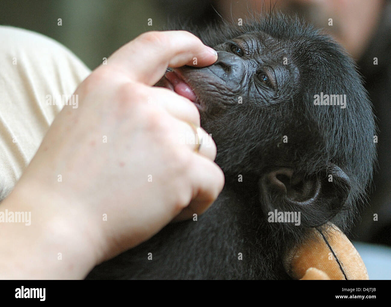 Tiere bonobo -Fotos und -Bildmaterial in hoher Auflösung – Alamy