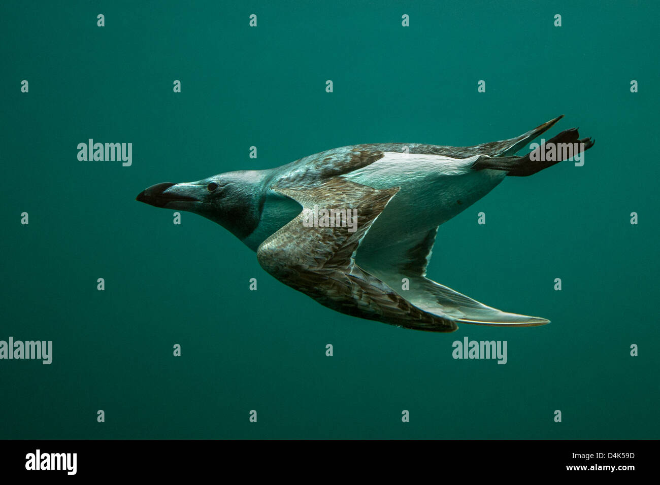Konnen Vogel Schwimmen