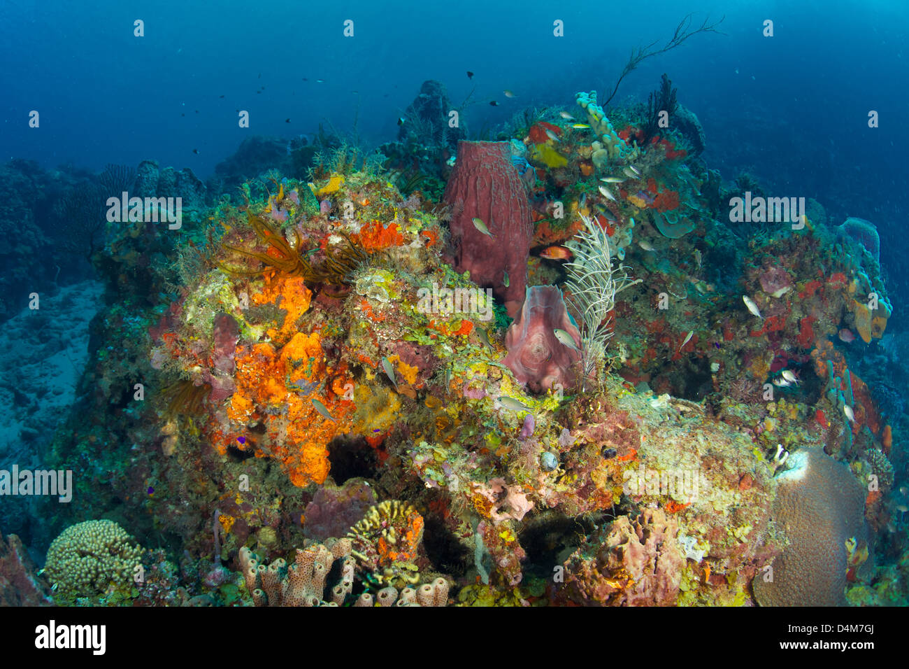 Wunderschönes Riff Szene unter Wasser in St. Lucia Stockfotografie - Alamy