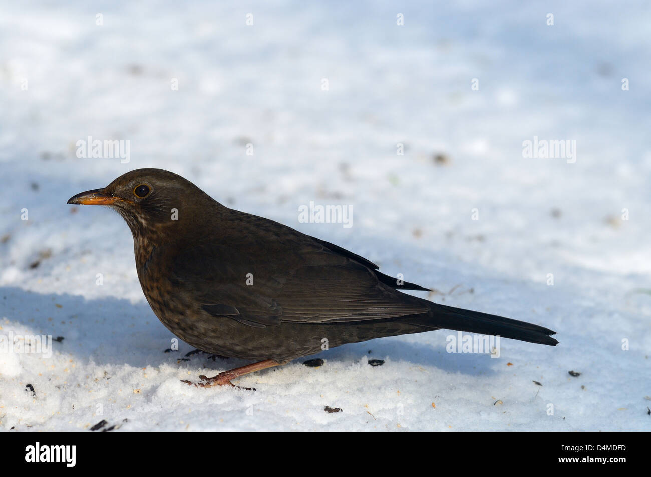 Amsel, Weibchen (Turdus Merula) Amsel, weibliche • Ostalbkreis, Baden ...