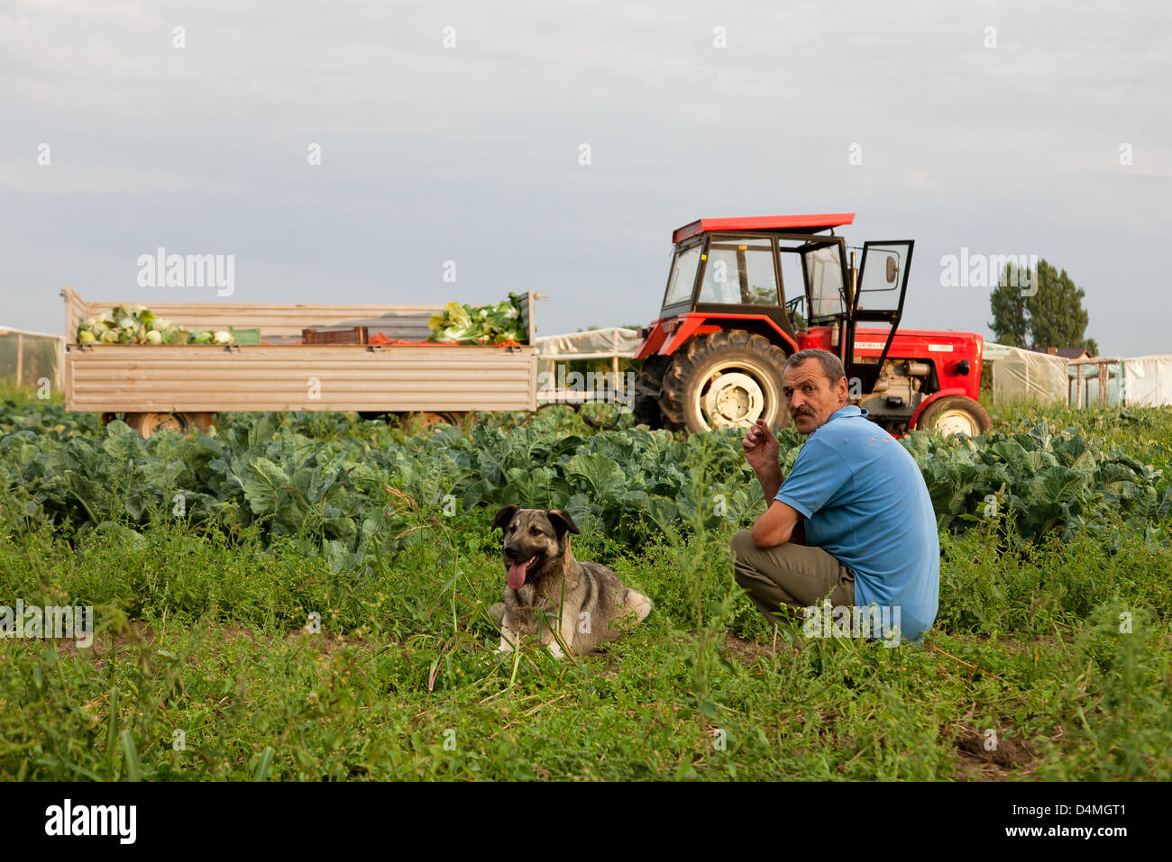 Drzonek, Polen, ein Bauer in der Kohl-Ernte Stockfotografie - Alamy