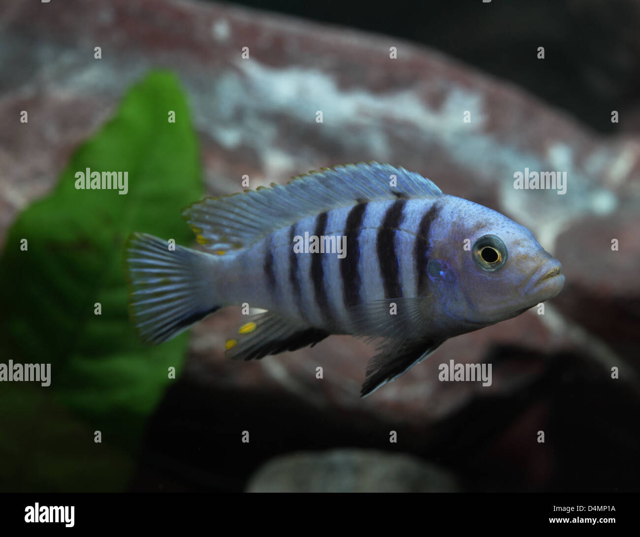 Malawi cichlid -Fotos und -Bildmaterial in hoher Auflösung – Alamy