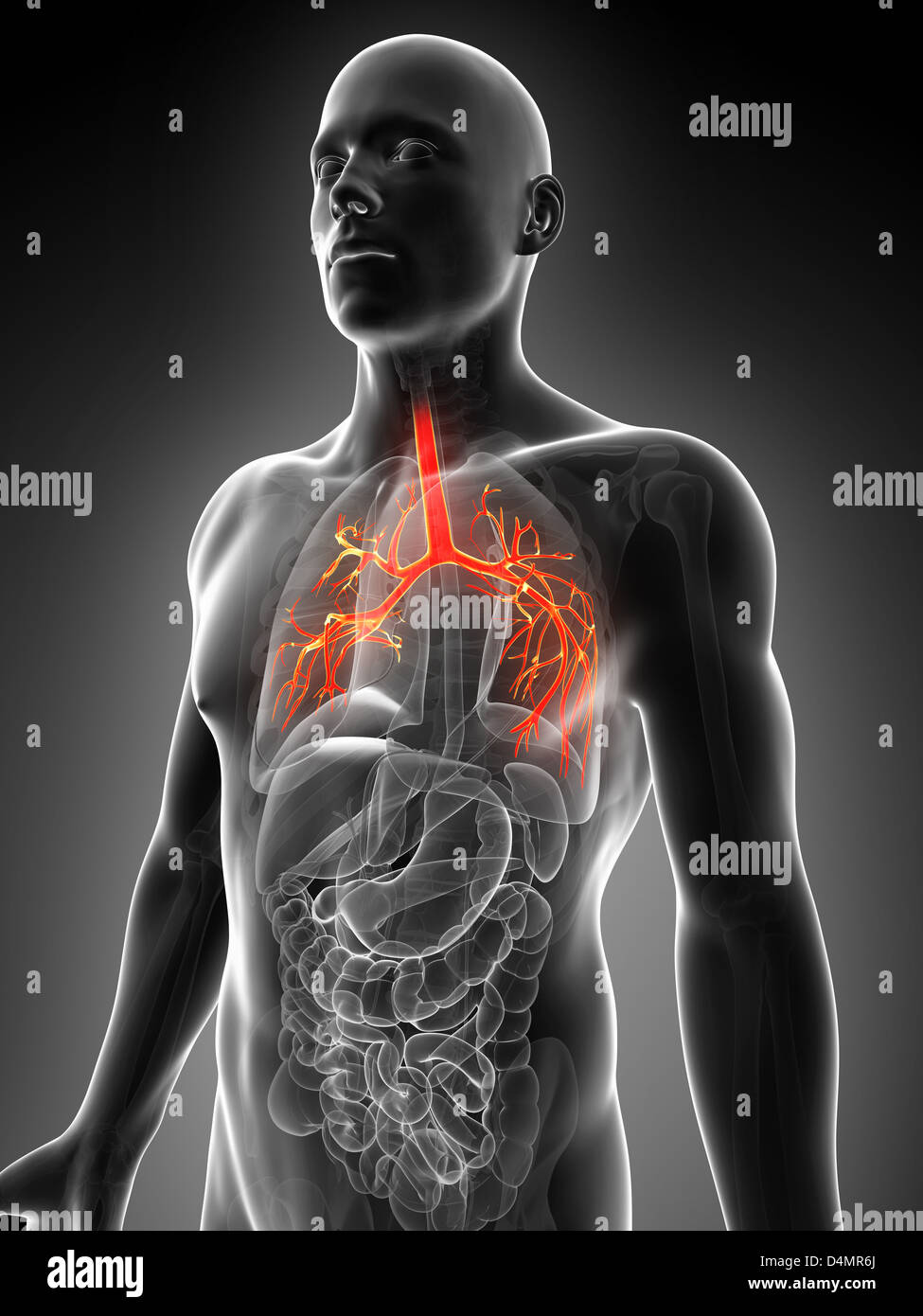 Trachea und bronchien -Fotos und -Bildmaterial in hoher Auflösung – Alamy