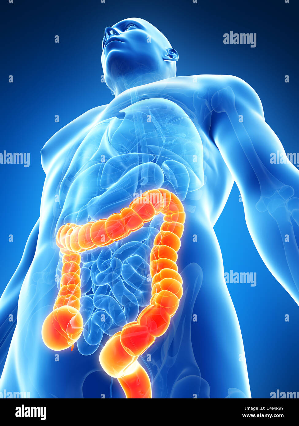 Male large intestines -Fotos und -Bildmaterial in hoher Auflösung – Alamy