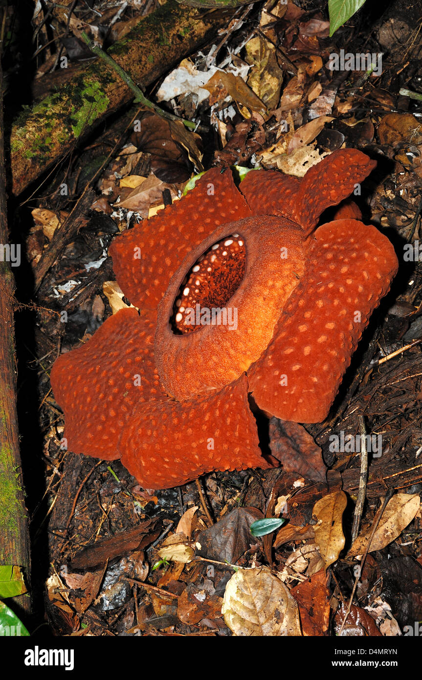 Rafflesia Arnoldii weltweit größte Blume oder Blüte Sarawak Borneo ...