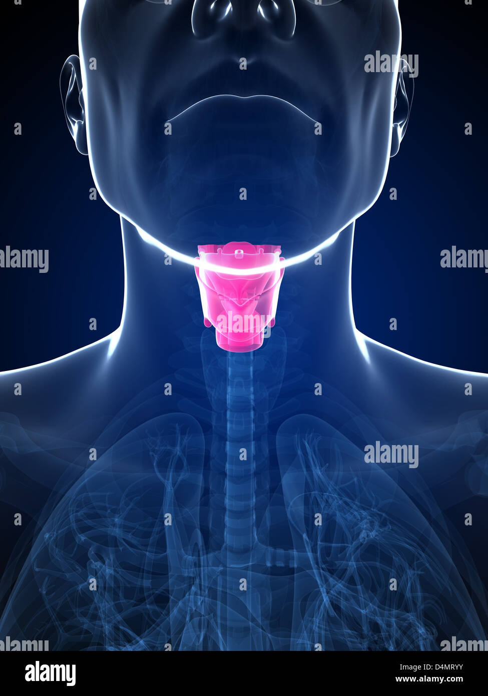 Pharynx anatomy -Fotos und -Bildmaterial in hoher Auflösung – Alamy