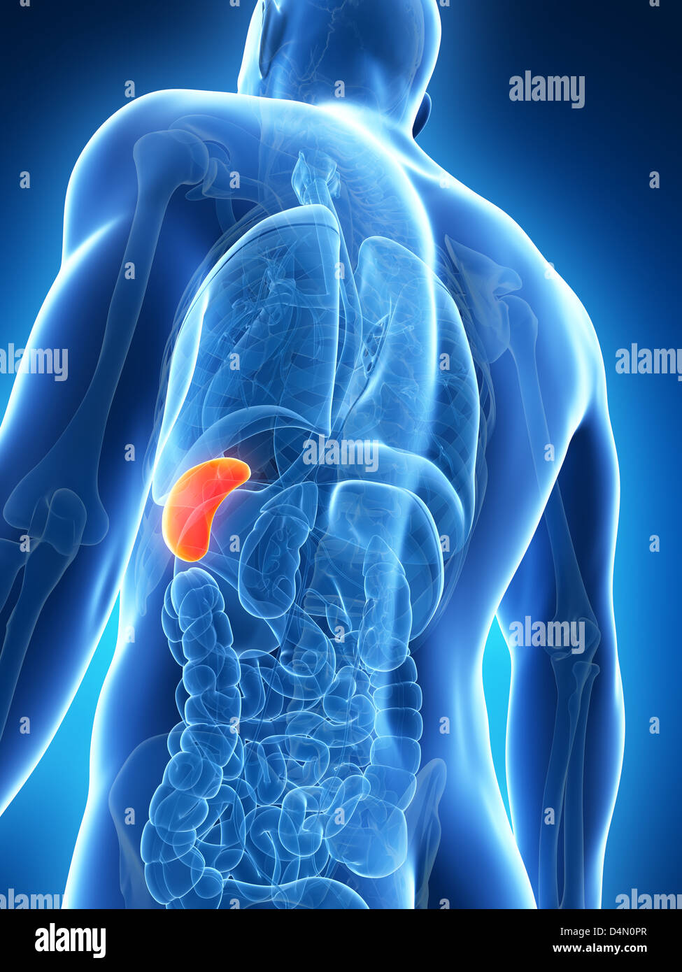 Milz anatomie -Fotos und -Bildmaterial in hoher Auflösung - Seite 2 - Alamy